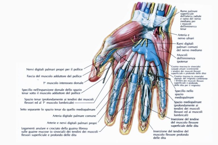 Struttura muscolare del polso - Centro Physiolife Network